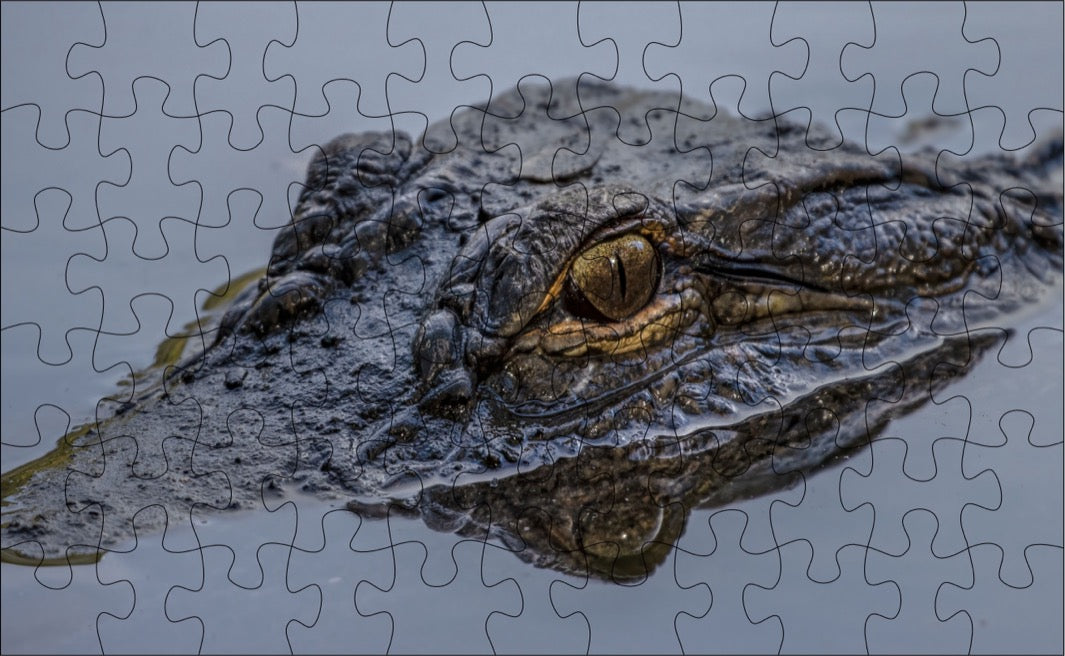 Alligator Wood Puzzle – Turtle Central Gift Shop